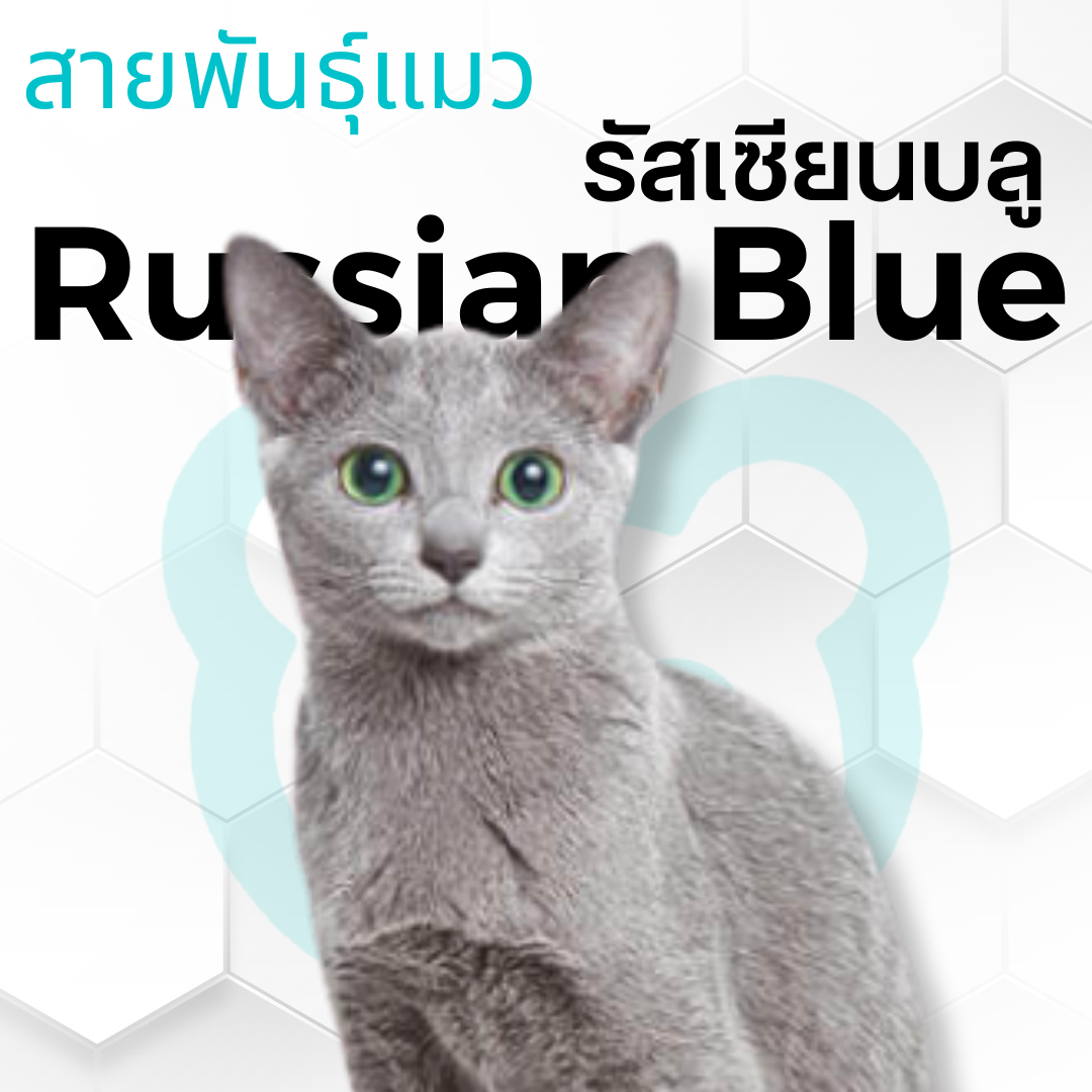 แมวรัสเซียนบลู Russian Blue Cat - kawaiibear.com