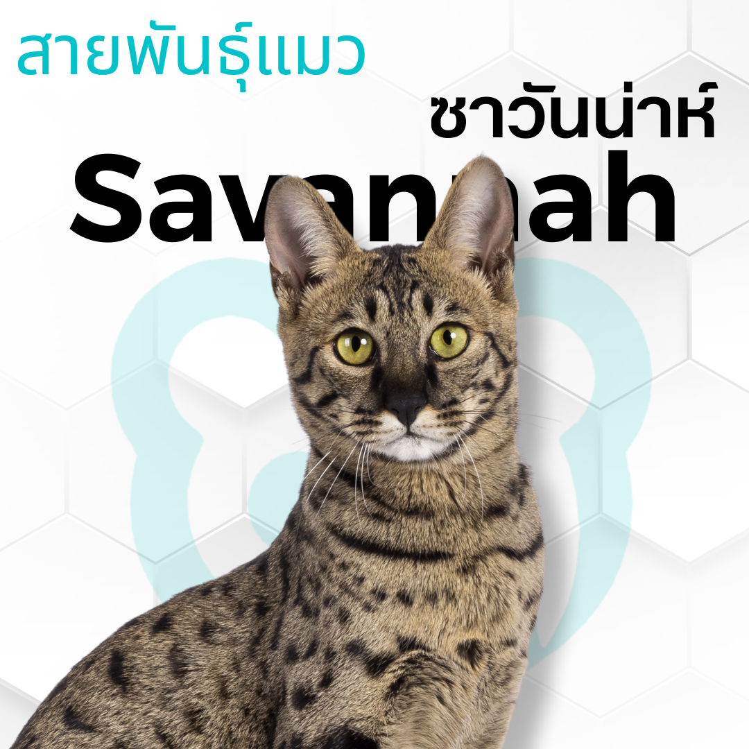 แมวซาวันน่าห์ Savannah Cat - kawaiibear.com