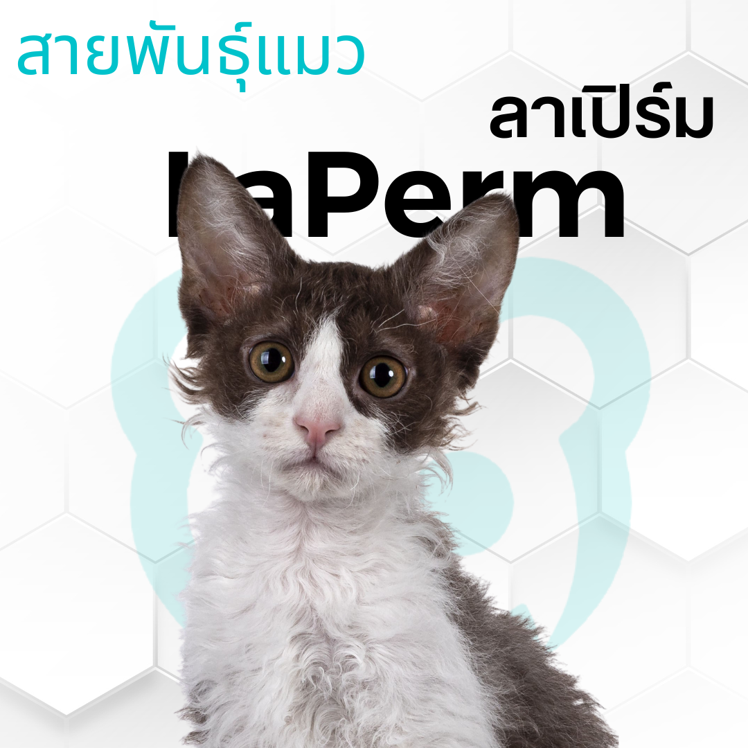 แมวลาเปิร์ม LaPerm Cat - kawaiibear.com