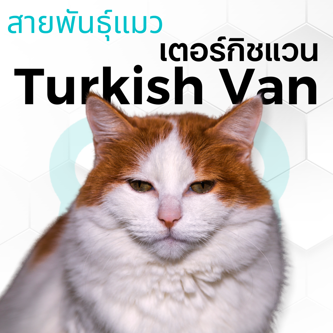 แมวเตอร์กิชแวน Turkish Van - kawaiibear.com